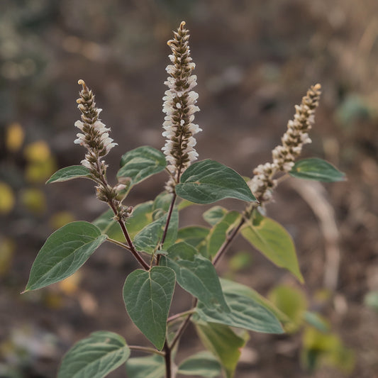 Raw Maraby Herbs – Mira Herbals Inc. (Raw Maraby Herbs)