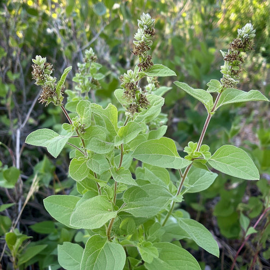 All Herbs – Mira Herbals Inc. (Raw Maraby Herbs)